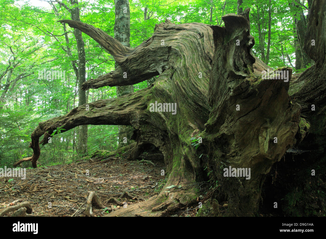Fallen tree in a forest Stock Photo - Alamy