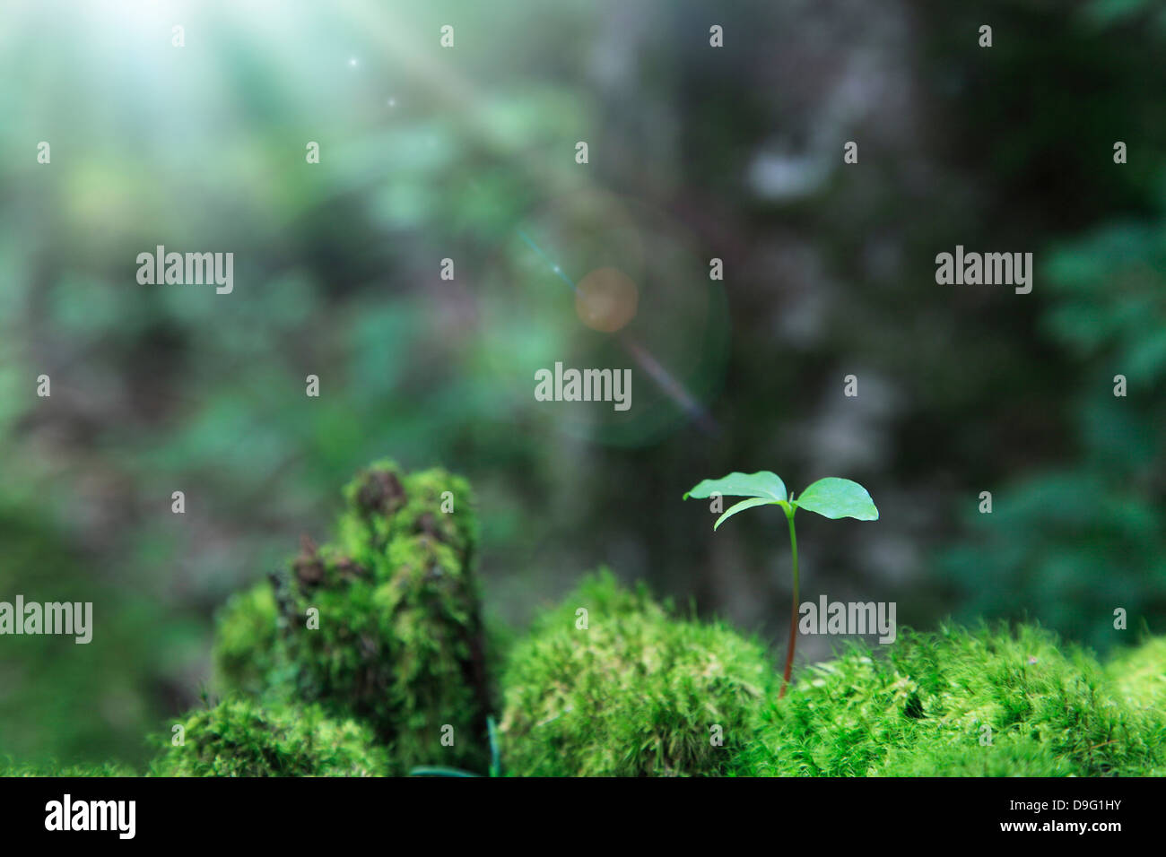 Beautiful tree leaf sprouting hi-res stock photography and images - Alamy