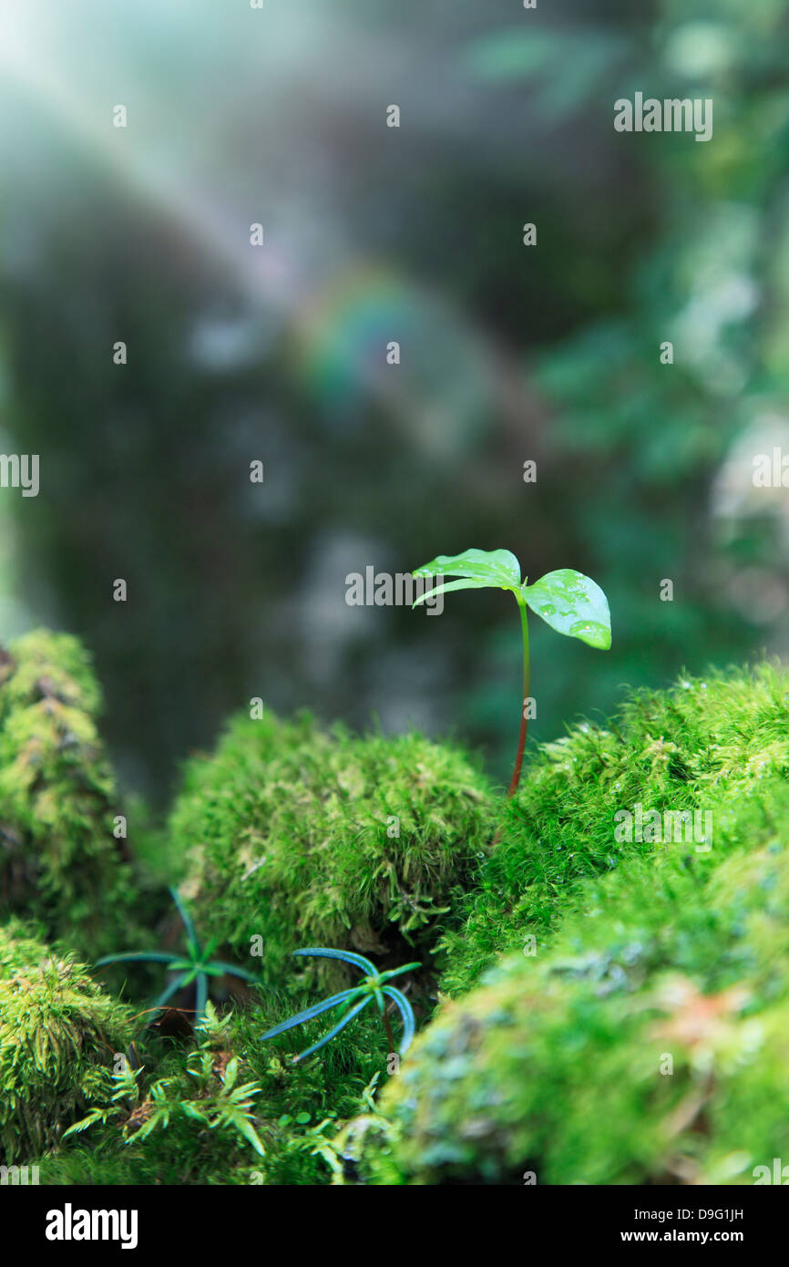 Beautiful tree leaf sprouting hi-res stock photography and images - Alamy