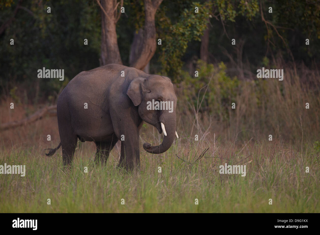 Tusk elephant hi-res stock photography and images - Alamy