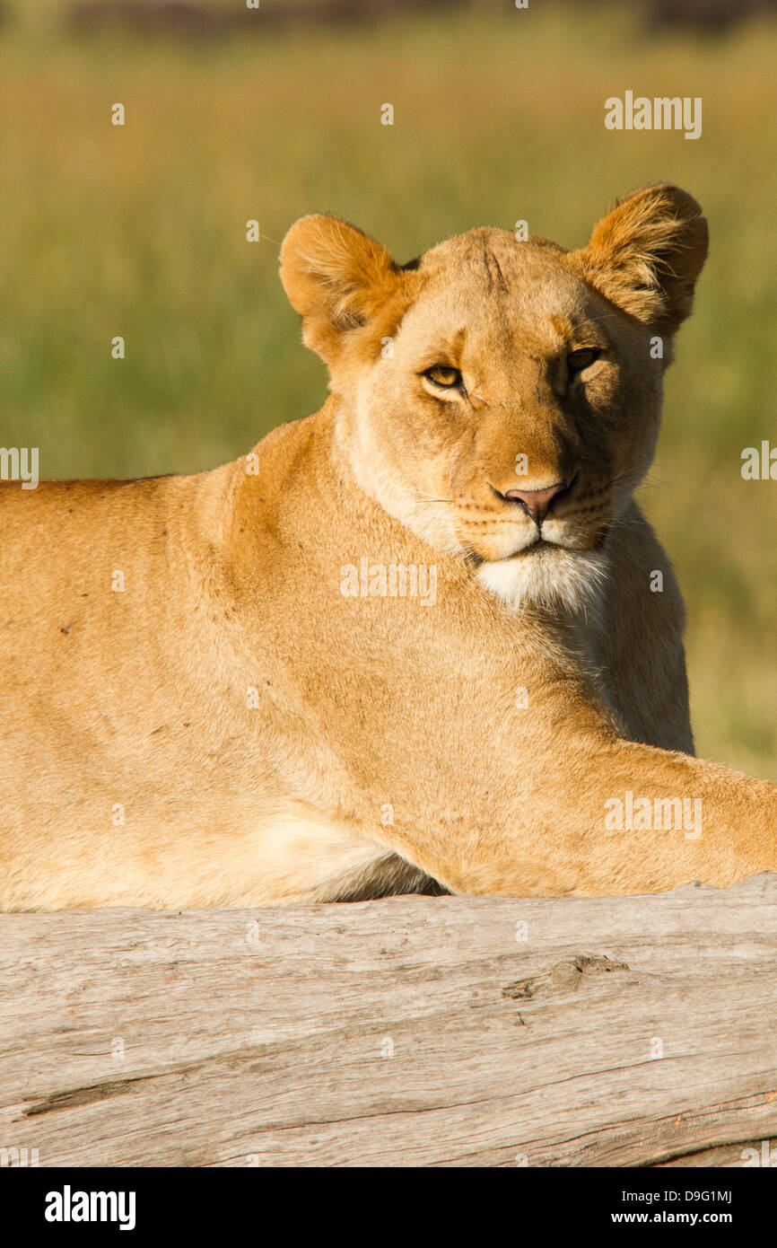 Lion lying down hi-res stock photography and images - Alamy