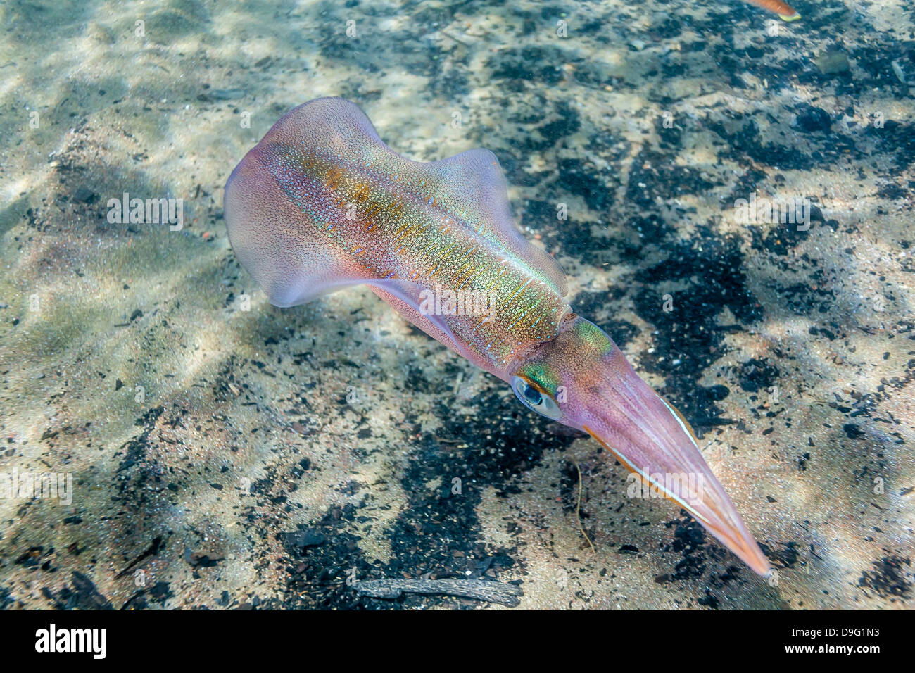 Lessoniana hi-res stock photography and images - Alamy