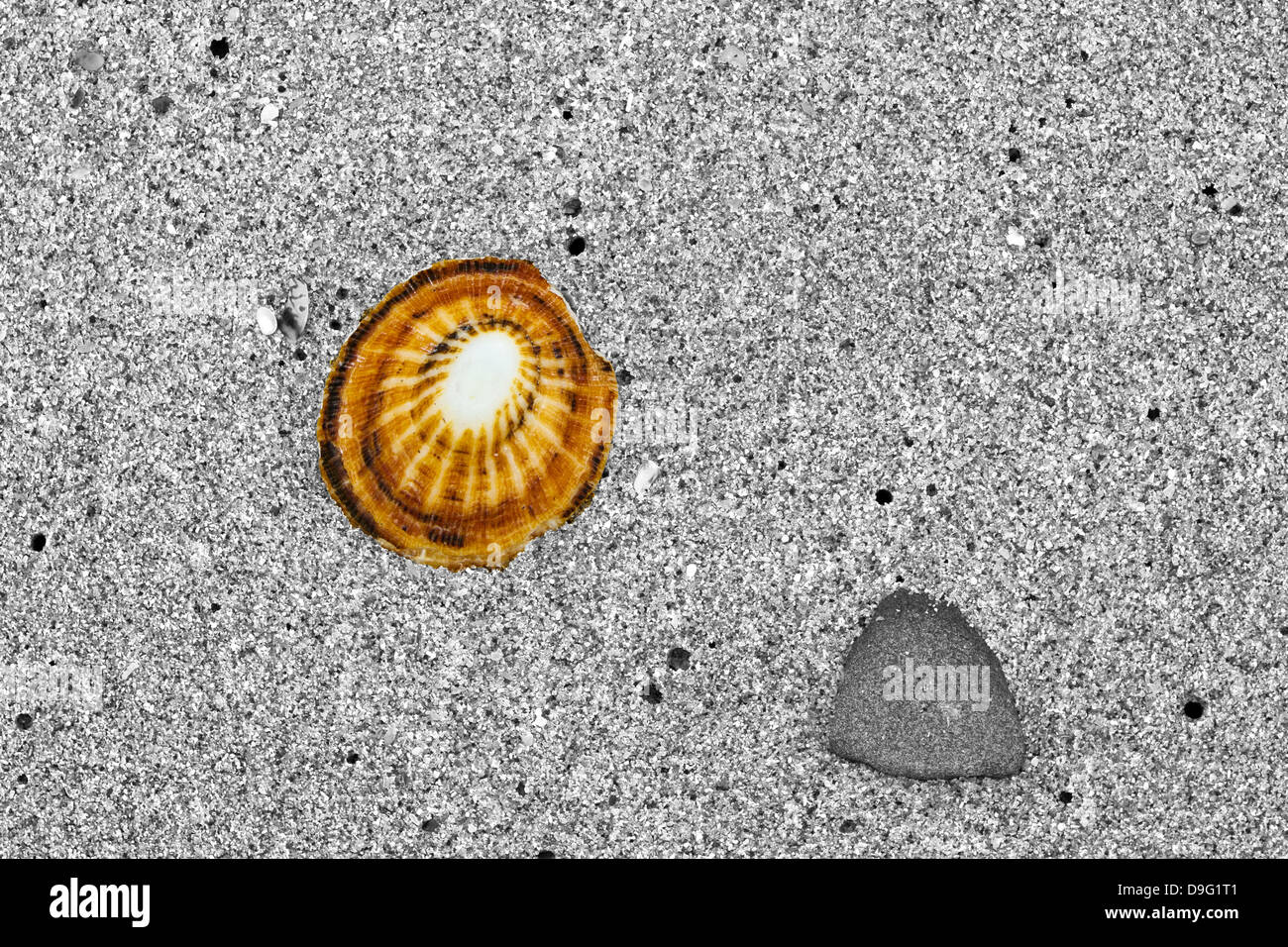 Orange shell o a sandy beach Stock Photo - Alamy