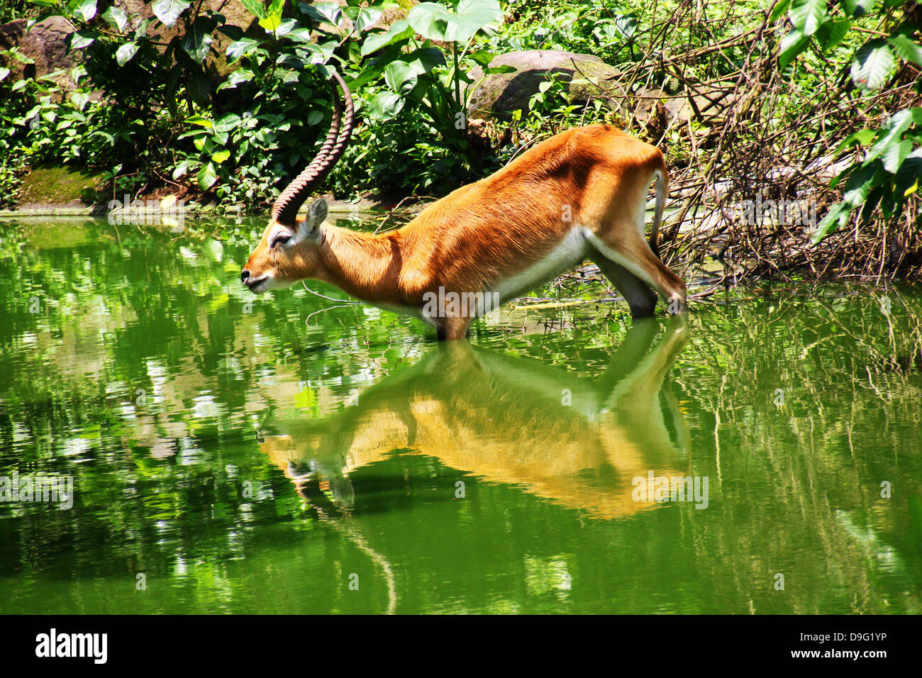 Young wild antelope drinking water and its mirror reflection in the ...