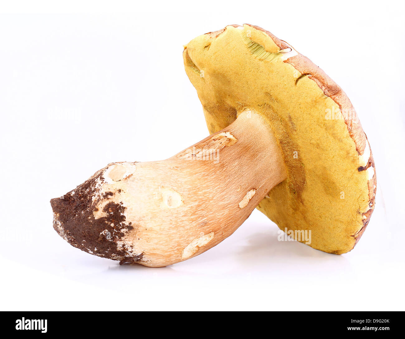 Natural food boletus mushroom Cut Out Stock Images & Pictures - Alamy