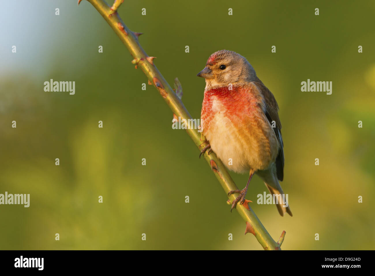 Eurasian linnet hi-res stock photography and images - Alamy