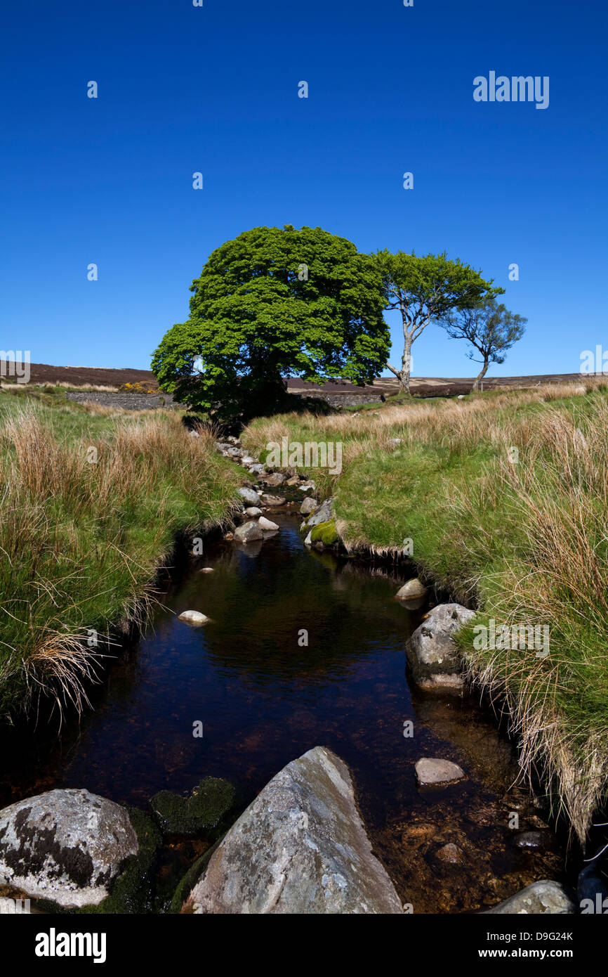 Small group of trees around the upper reaches of the River Liffey ...