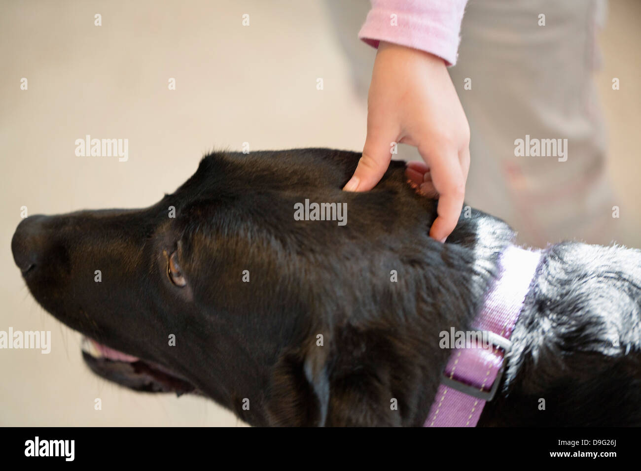 Close-up of a child's hand stroking a dog Stock Photo - Alamy