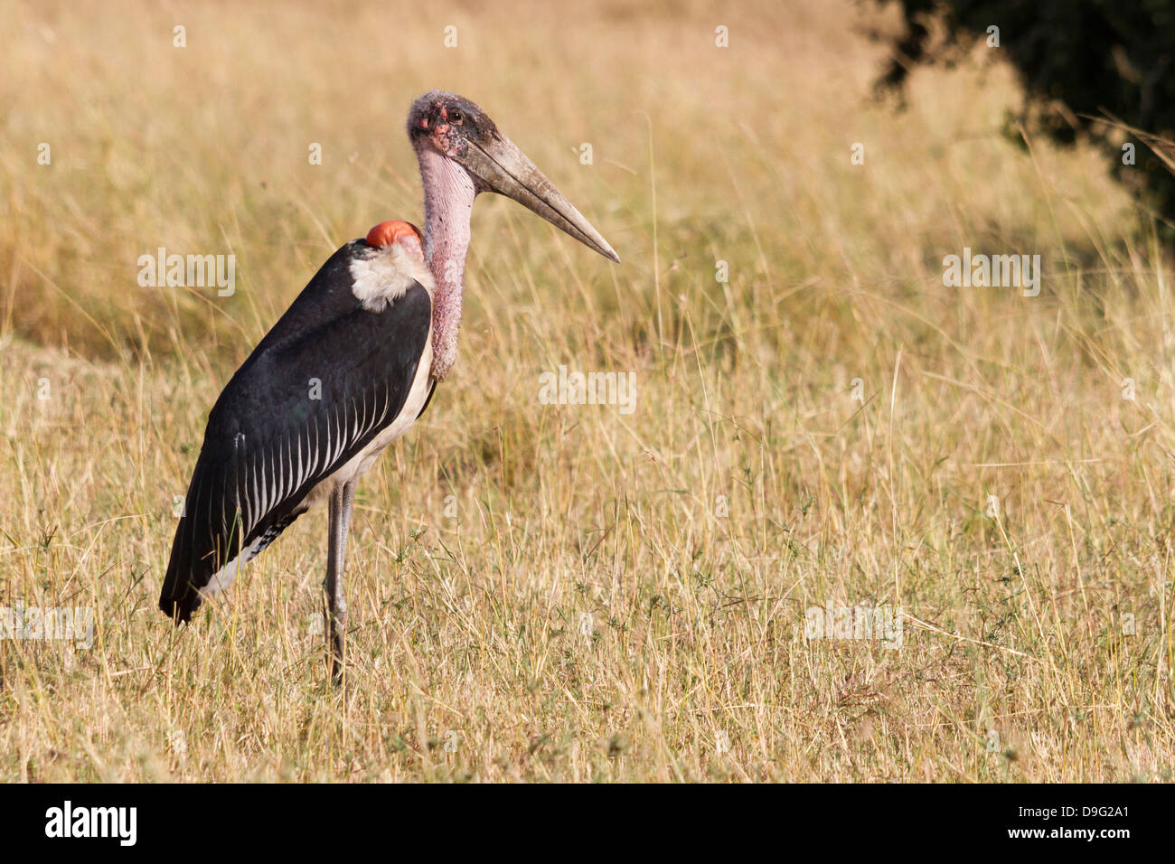 Marabou Stork, Leptoptilos crumeniferus standing on grassland, Masai Mara, Kenya, Africa Stock ...