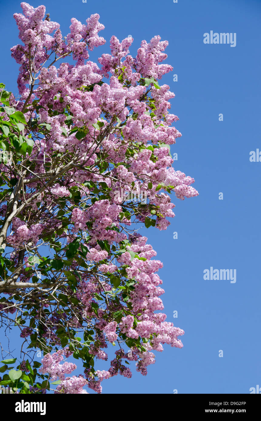 Michigan, Mackinac Island. Detail of lilac flowers that the island is ...