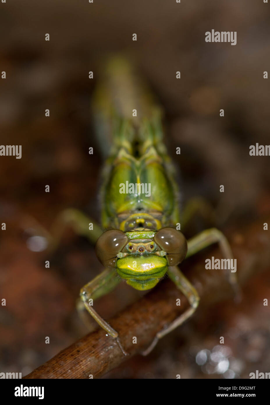 Dragonfly emerging hi-res stock photography and images - Alamy