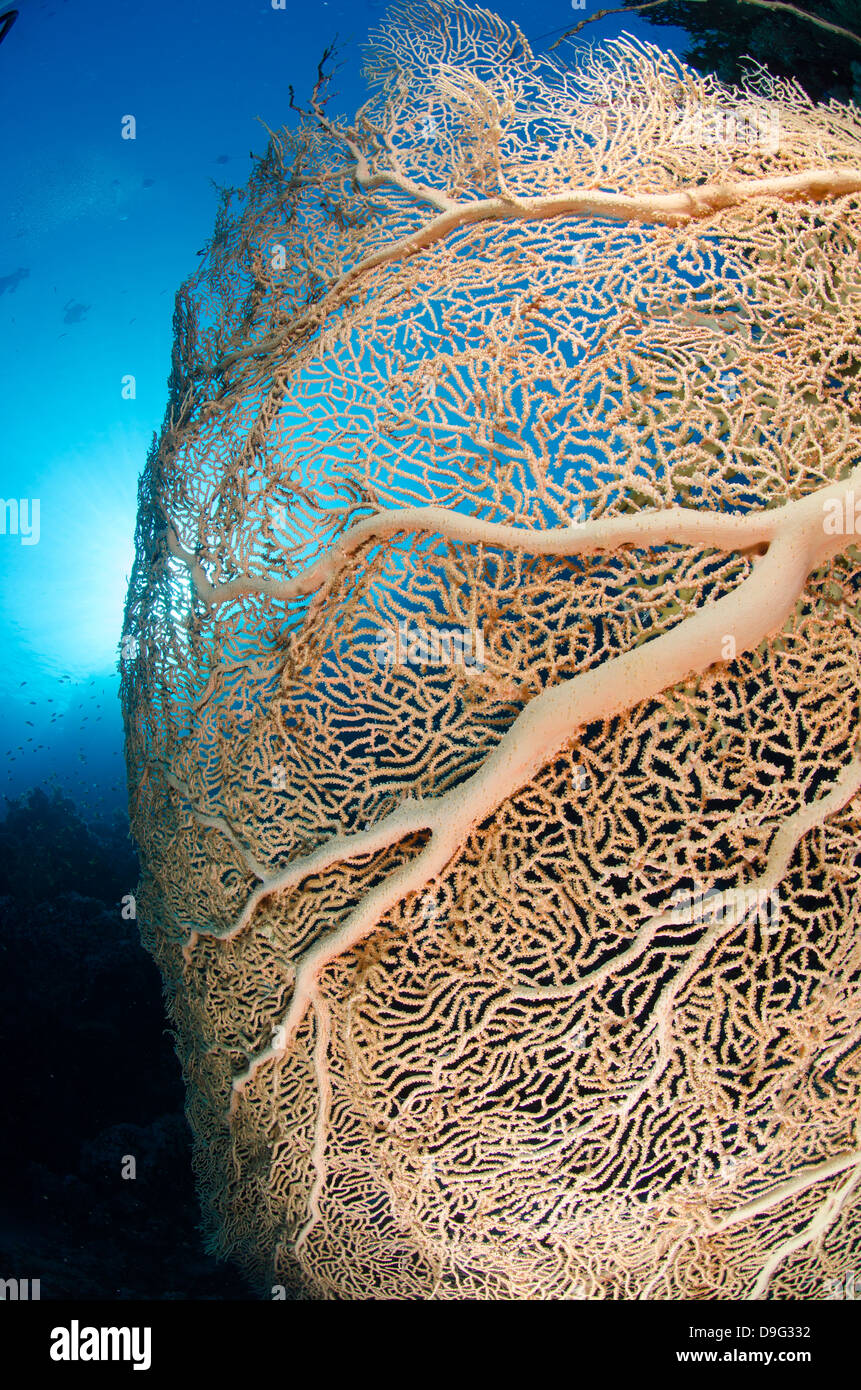 Giant sea fan (Gorgonian fan coral) (Annella mollis), Ras Mohammed ...