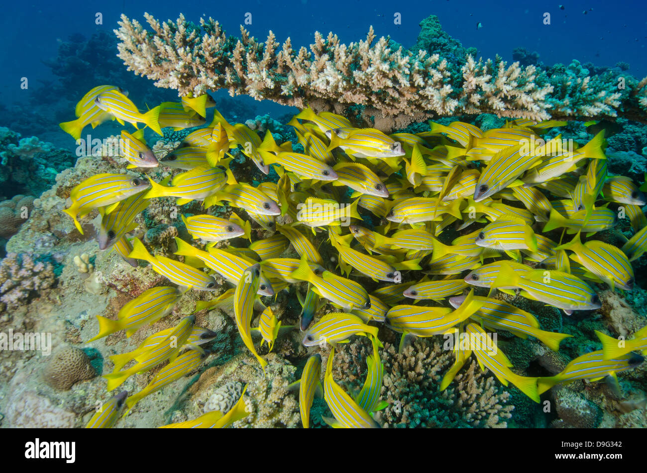 Yellow striped fish hi-res stock photography and images - Alamy
