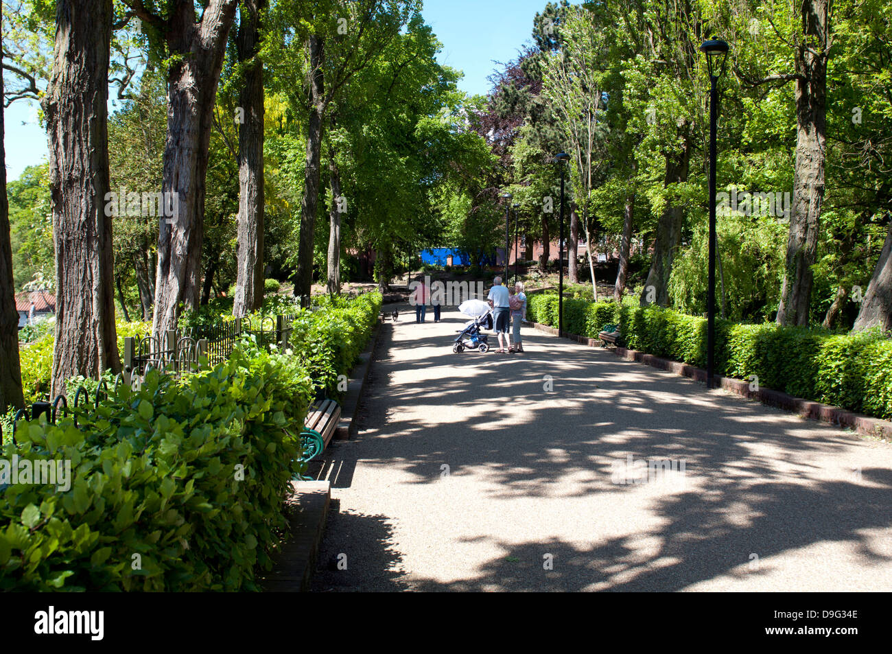 Avenue of Lombardy Poplars, Walsall Arboretum, West Midlands, England ...