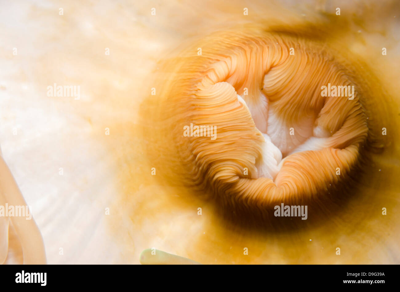 Close-up of mouth of magnificent anemone (Heteractis magnifica), Ras ...