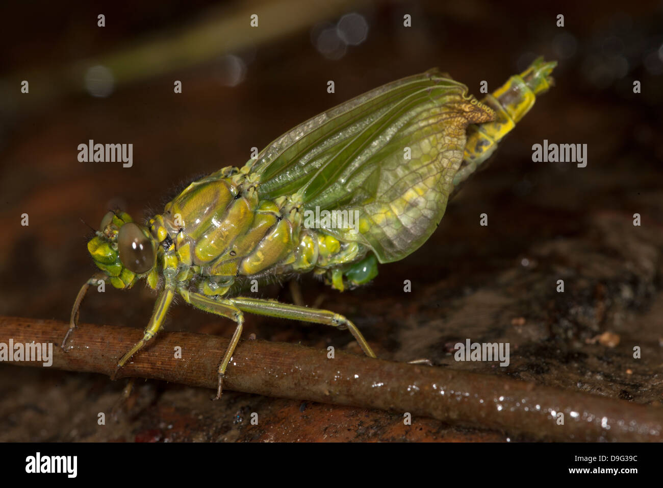 Newly Emerged Dragonfly Stock Photo - Alamy