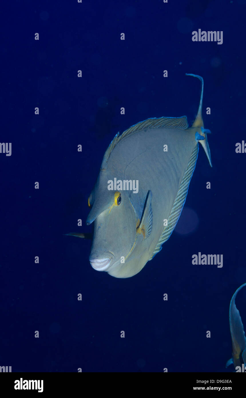 Unicorn fish hi-res stock photography and images - Alamy