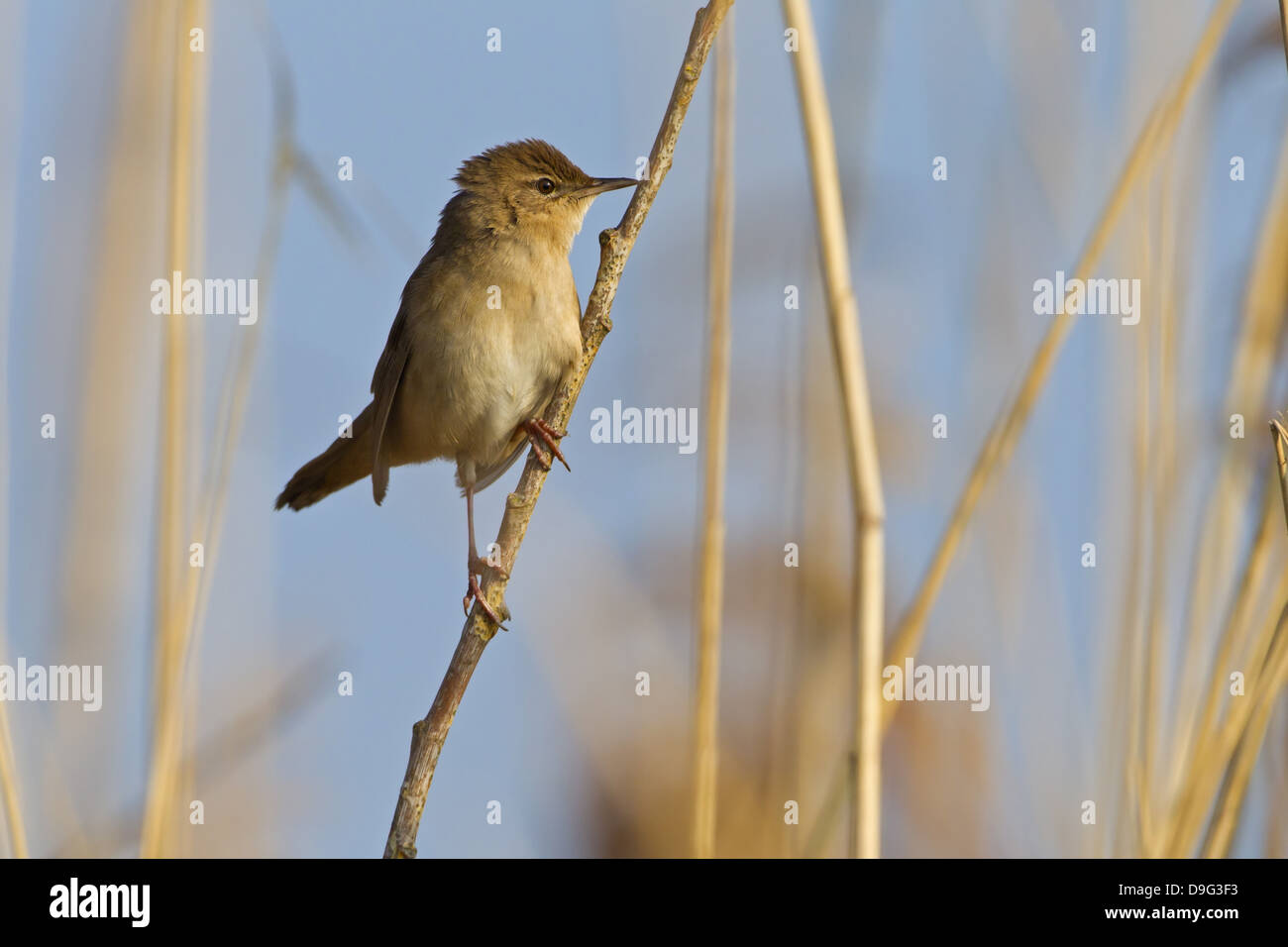 Savi's Warbler, Locustella luscinioides, Rohrschwirl, Locustelle luscinioïde Stock Photo - Alamy