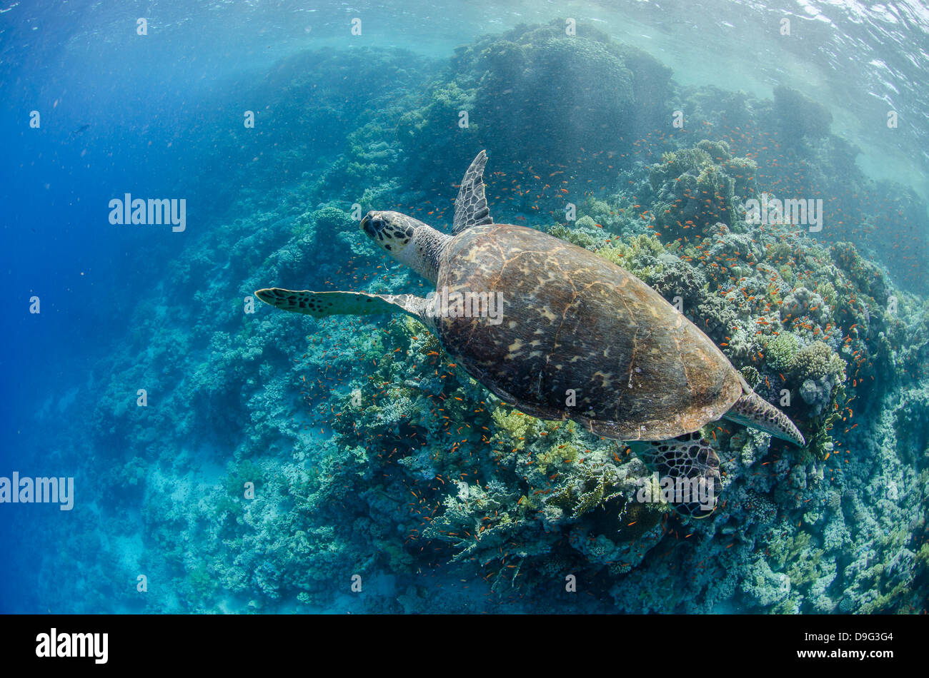 The critically endangered hawksbill turtle above coral reef, Ras ...