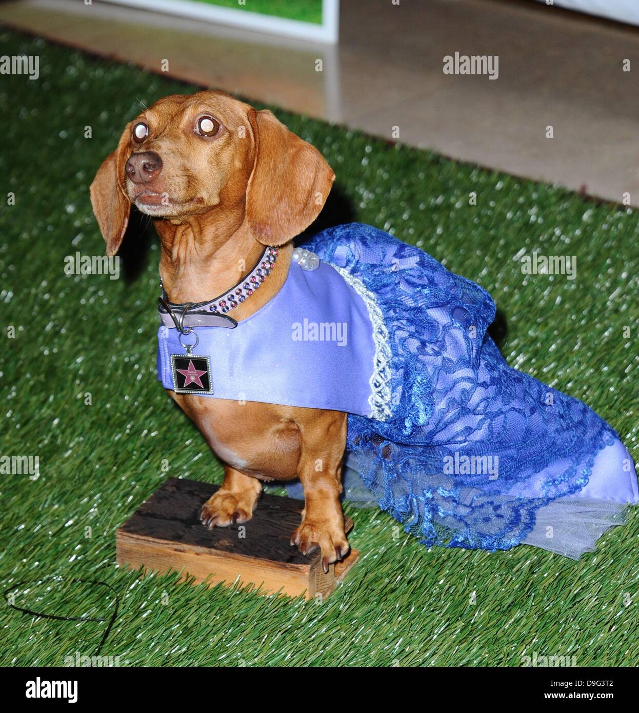 Los Angeles, Ca. 18th June, 2013. Gracie The Dog at arrivals for WIENER ...