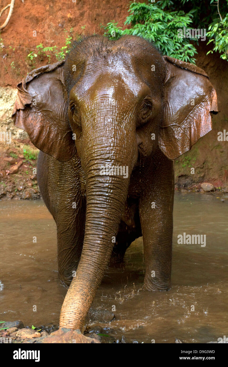 Asian Elephant, Cambodia Stock Photo - Alamy