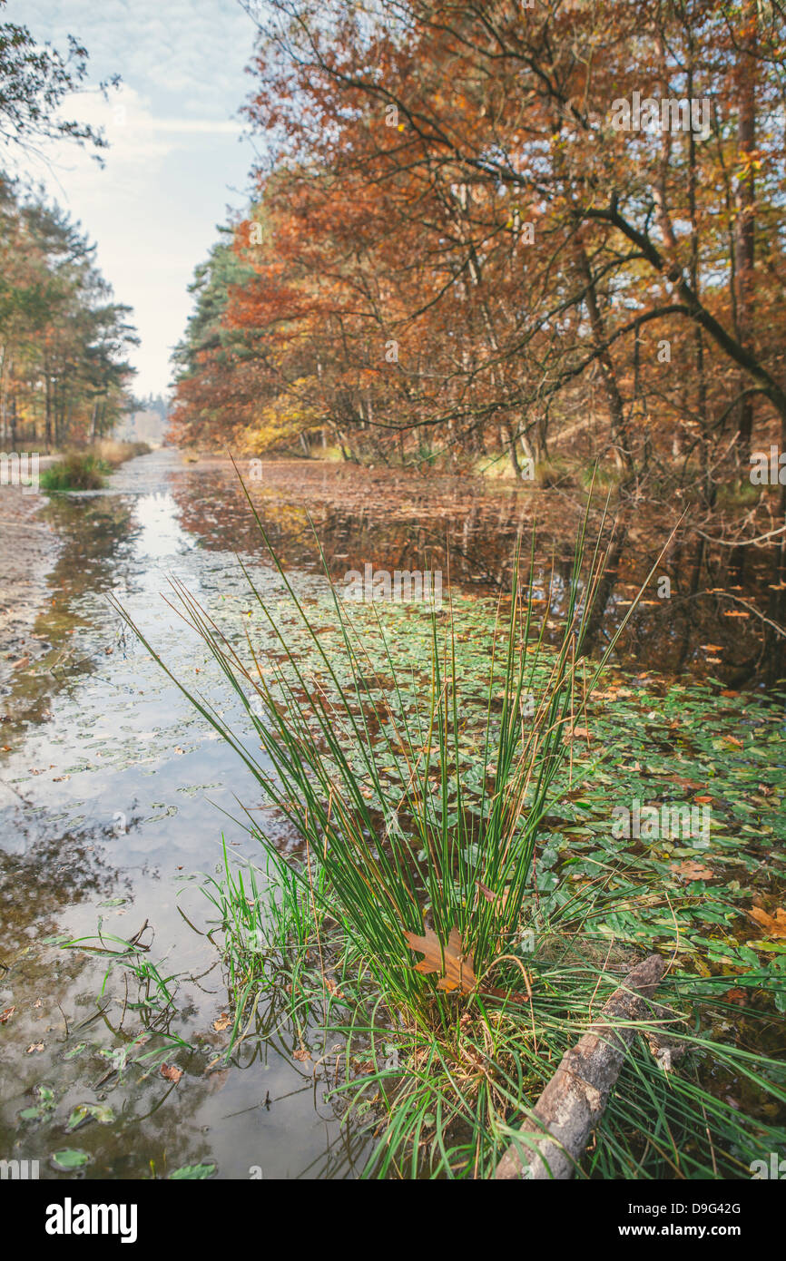Canal running through the Mastbos forest in autumn, Breda, North ...