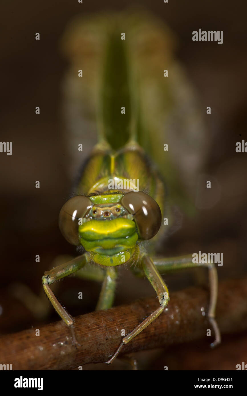 Dragonfly emerging hi-res stock photography and images - Alamy