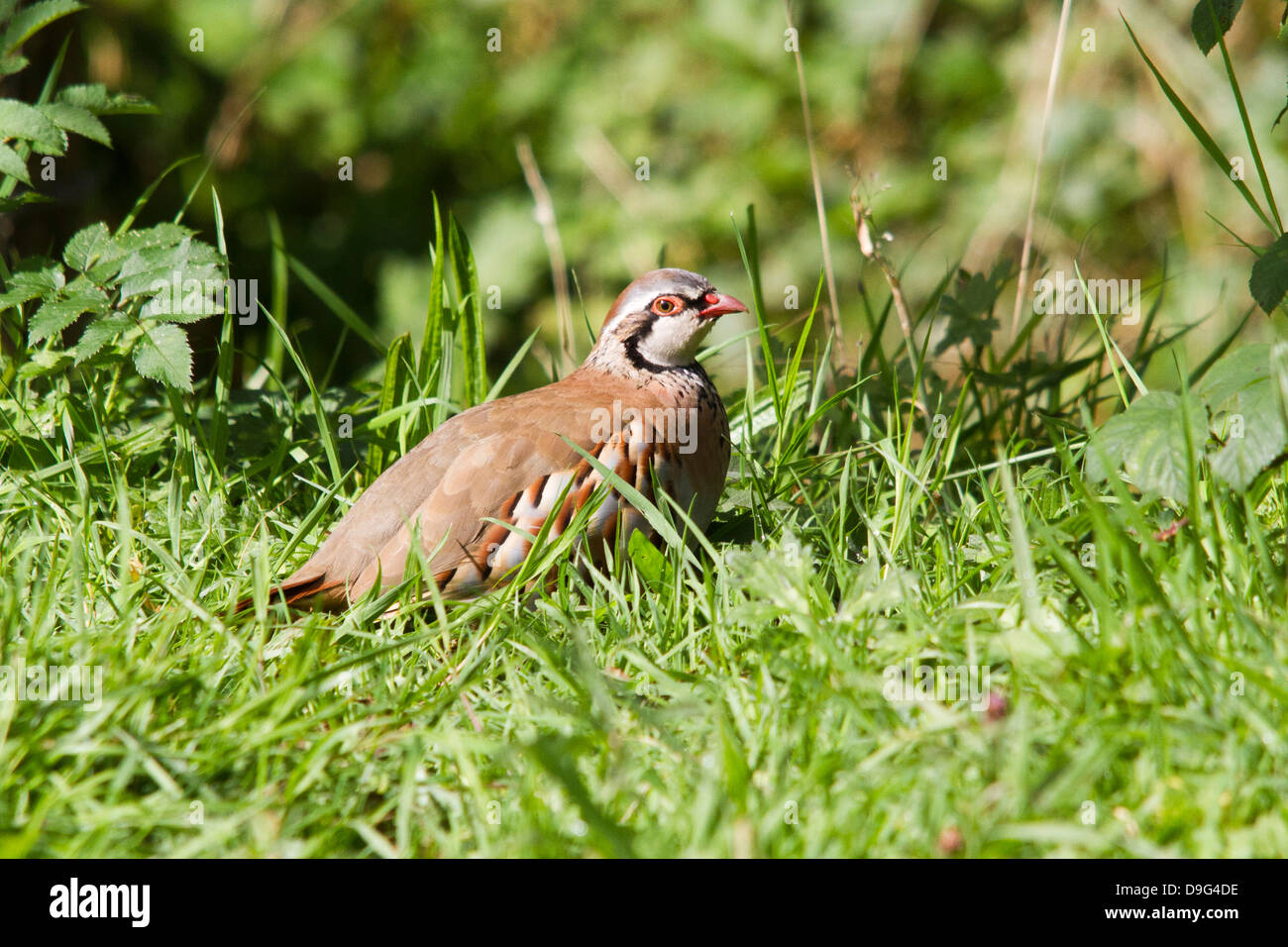 Uk game bird hi-res stock photography and images - Alamy
