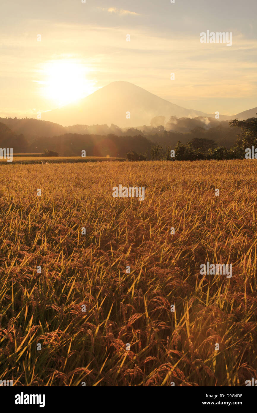 Rice ears and Mount Fuji at sunset, Shizuoka Prefecture Stock Photo - Alamy