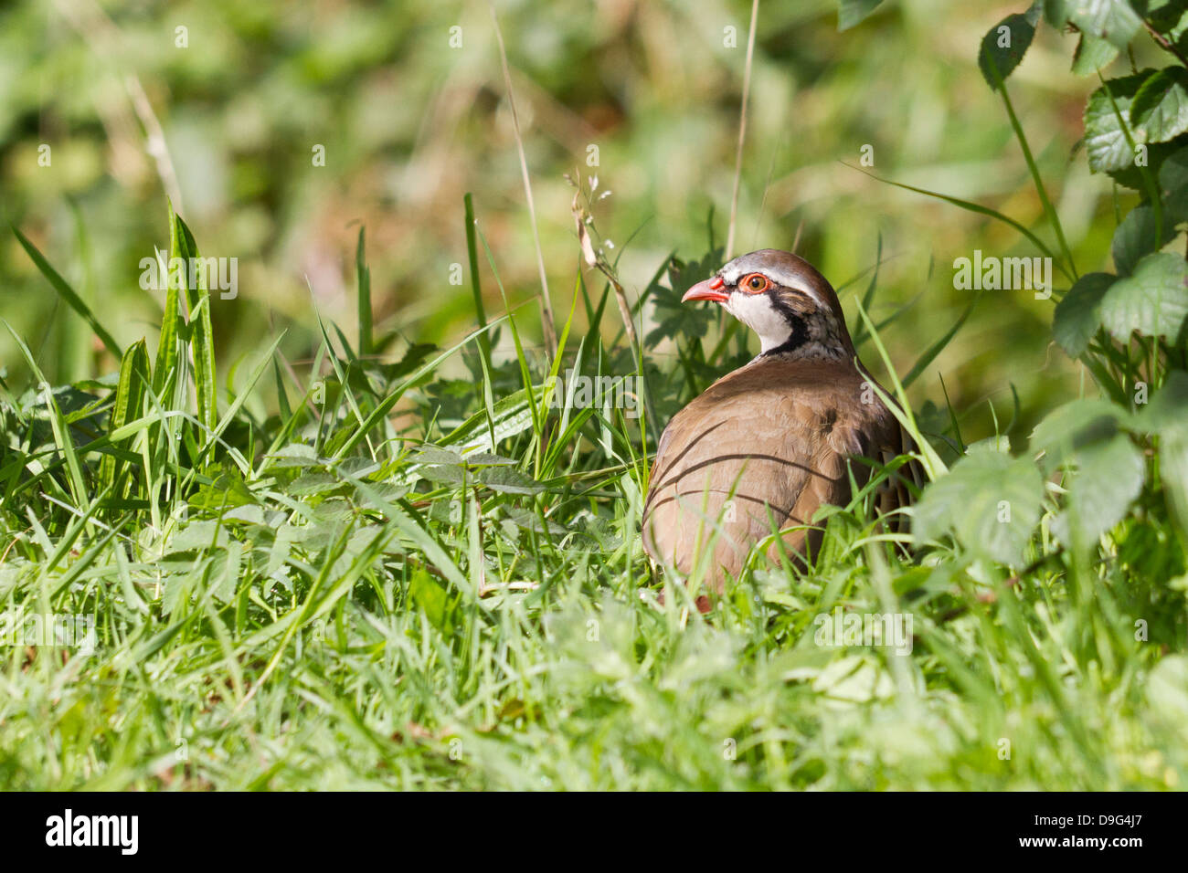 Alectoris rufa red legged partridge hi-res stock photography and images ...
