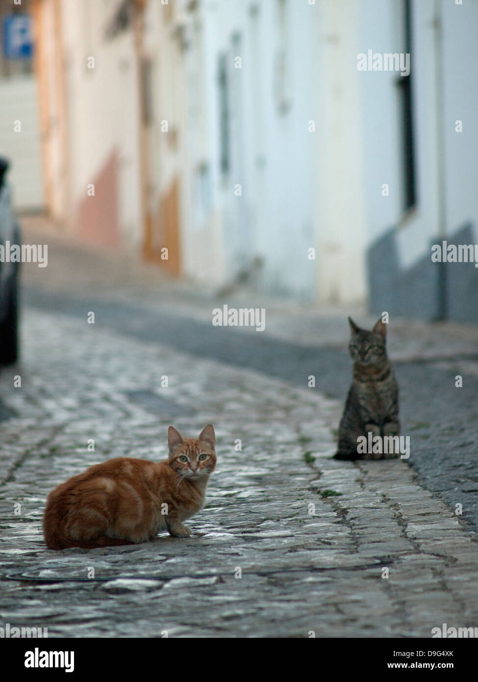 Cats on a cobbled street in Lagos old town Stock Photo - Alamy