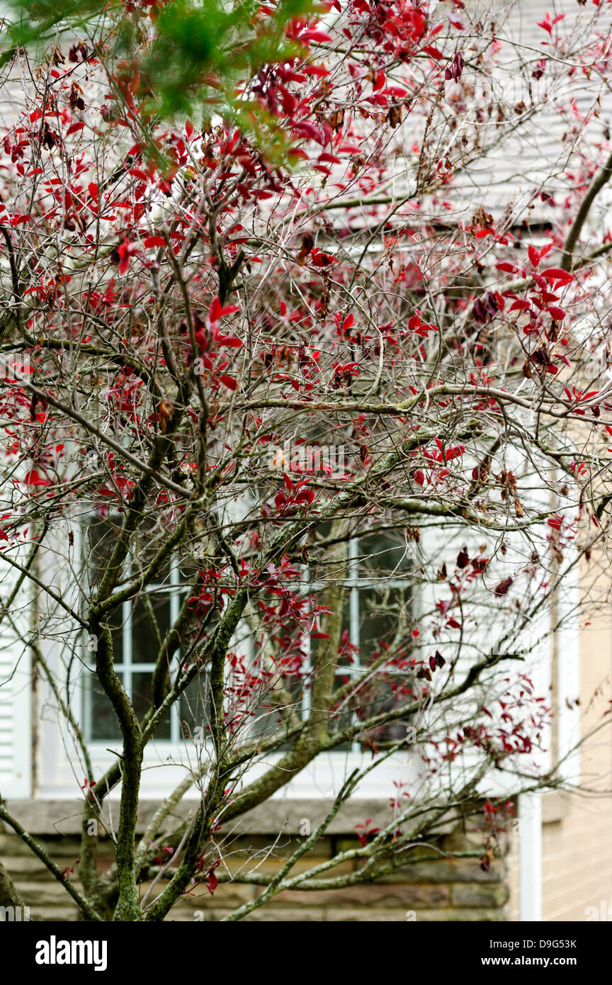 Branches and windows hi-res stock photography and images - Alamy