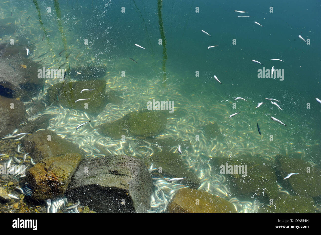 Red tide dead fish hi-res stock photography and images - Alamy