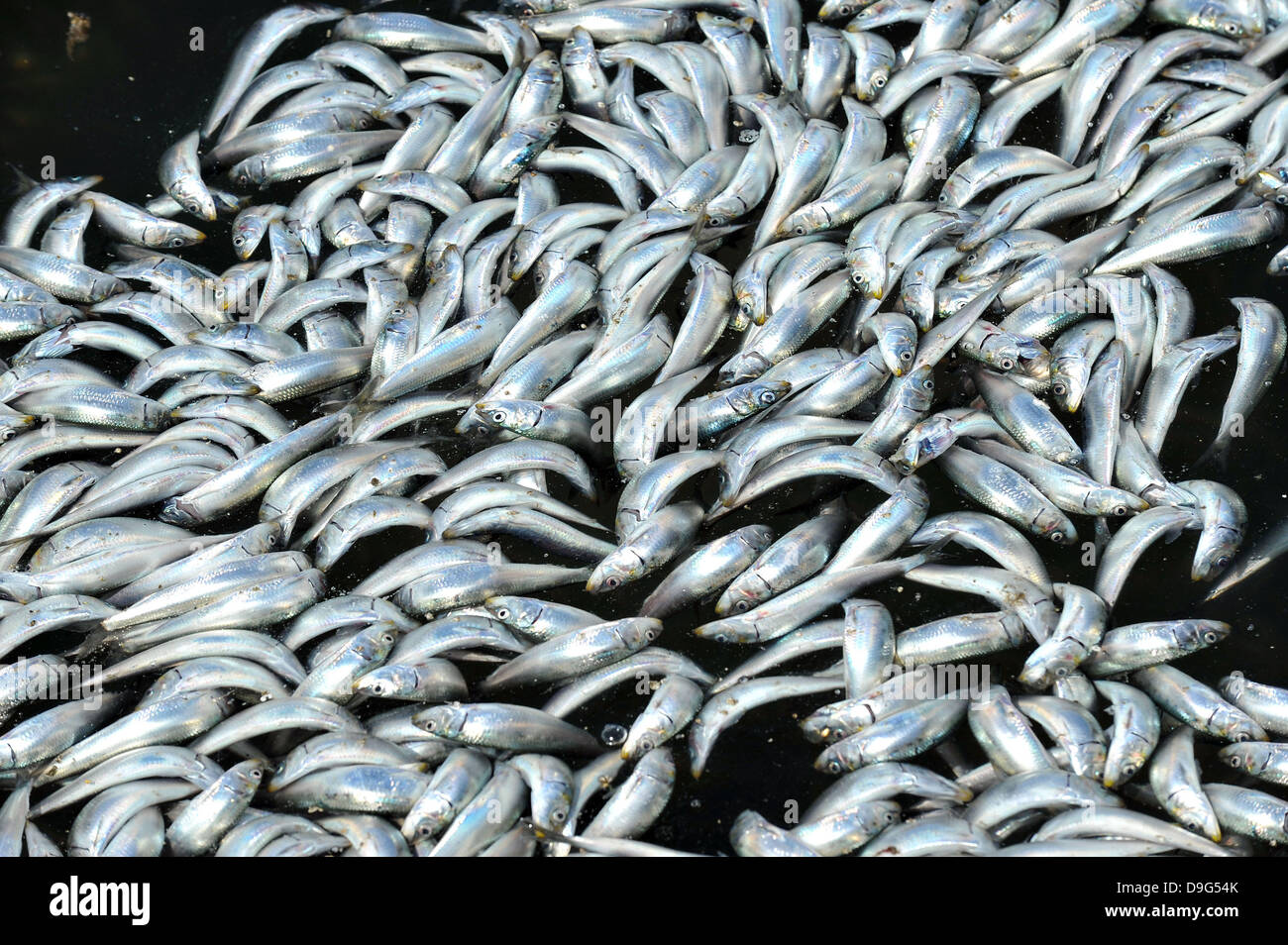 Millions of small fish, including anchovies, mackerel and sardines ...