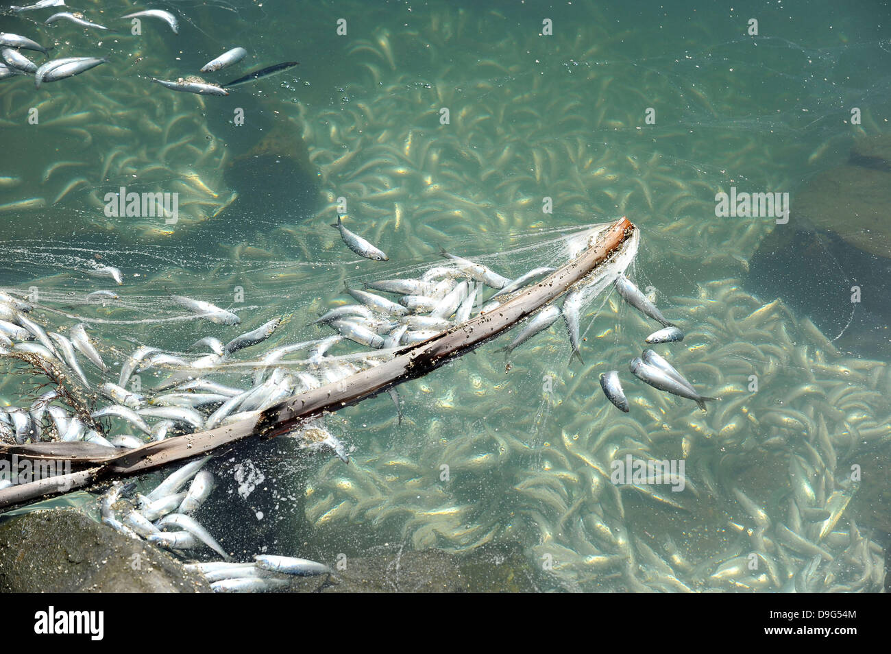 Millions of small fish, including anchovies, mackerel and sardines ...