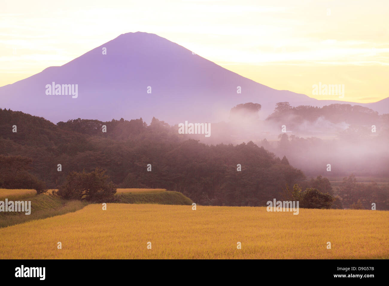 Rice field and Mount Fuji at sunset, Shizuoka Prefecture Stock Photo ...