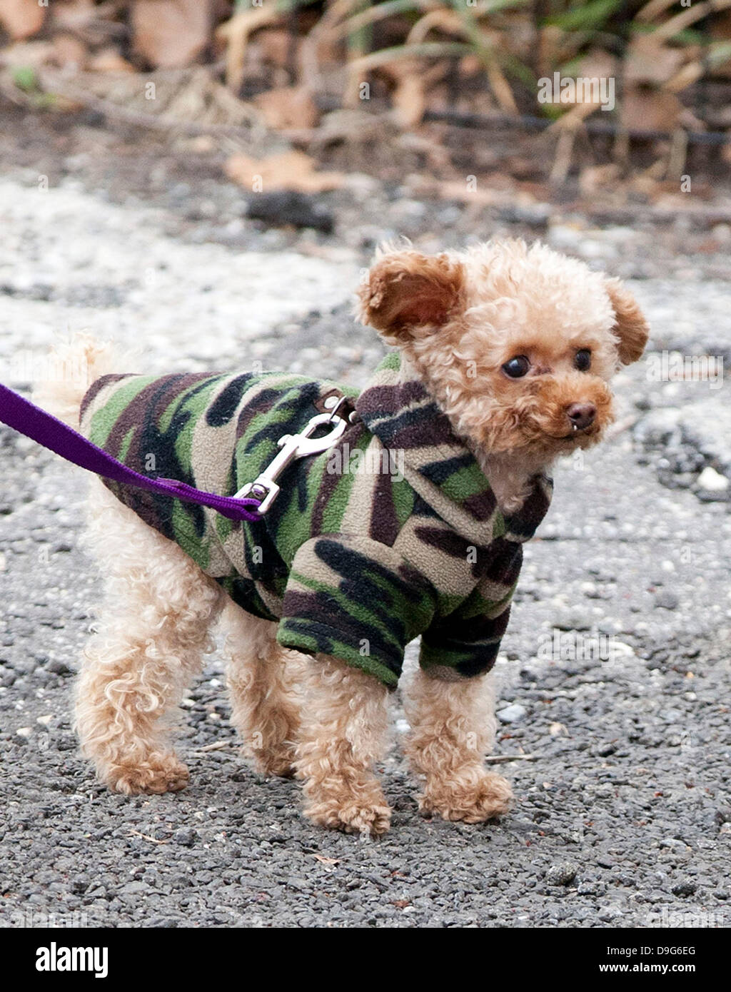 Blake lively and her dog hi-res stock photography and images - Alamy