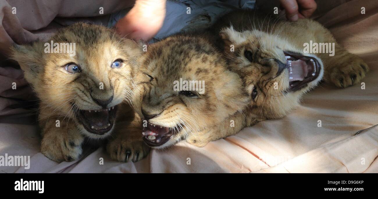 Magdeburg, Germany. 19th June, 2013. Three young Asian lions lie next ...