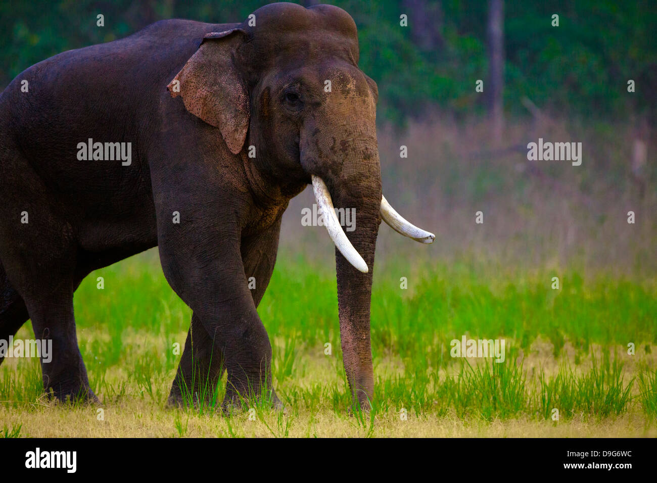 Tusk elephant in Forest Stock Photo - Alamy