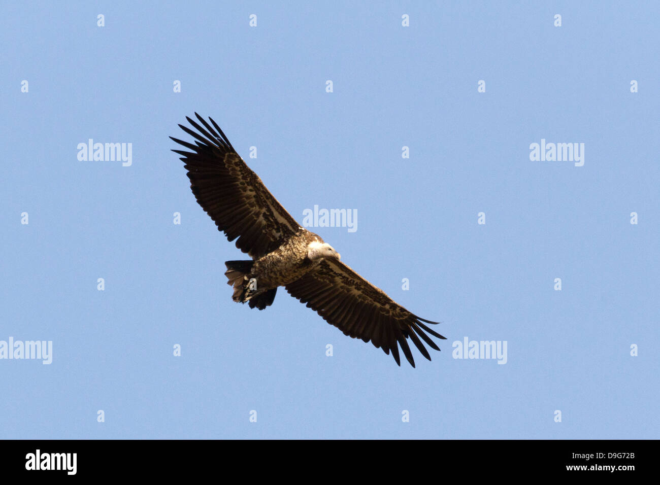 Rueppell’s griffon (Gyps rueppellii) vulture flying against a blue sky ...