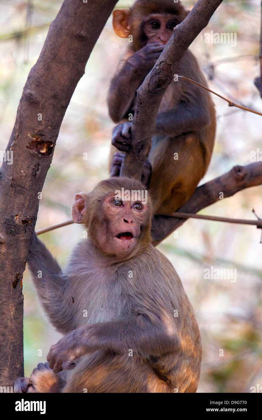 Monkey baby on tree branch Stock Photo - Alamy