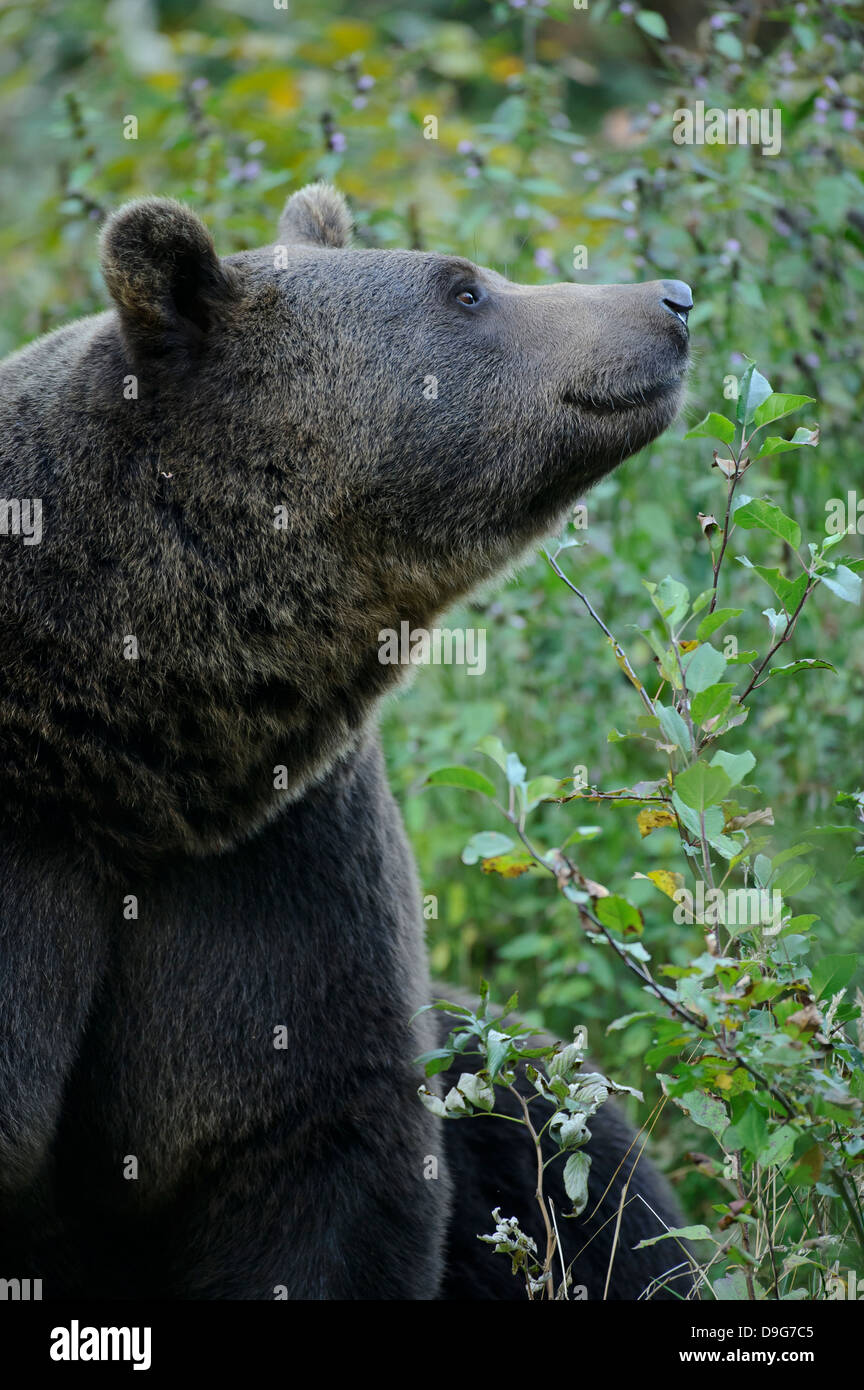Ursus arctos, brown bear, Braunbär, Braunbaer, bears Stock Photo - Alamy