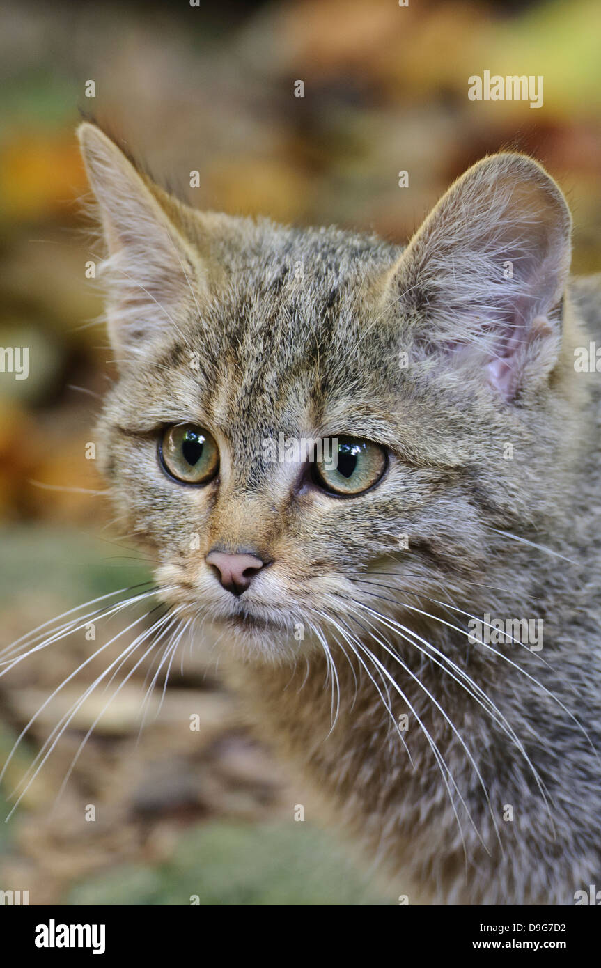 Wildkatze, wildcat, Felis silvestris Stock Photo - Alamy