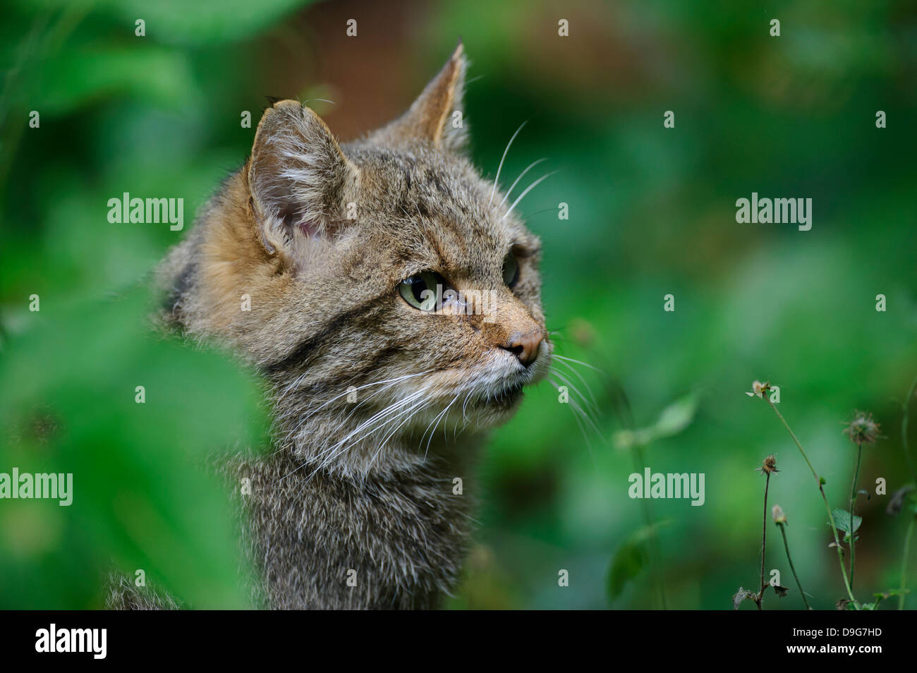 Wildkatze, wildcat, Felis silvestris Stock Photo - Alamy