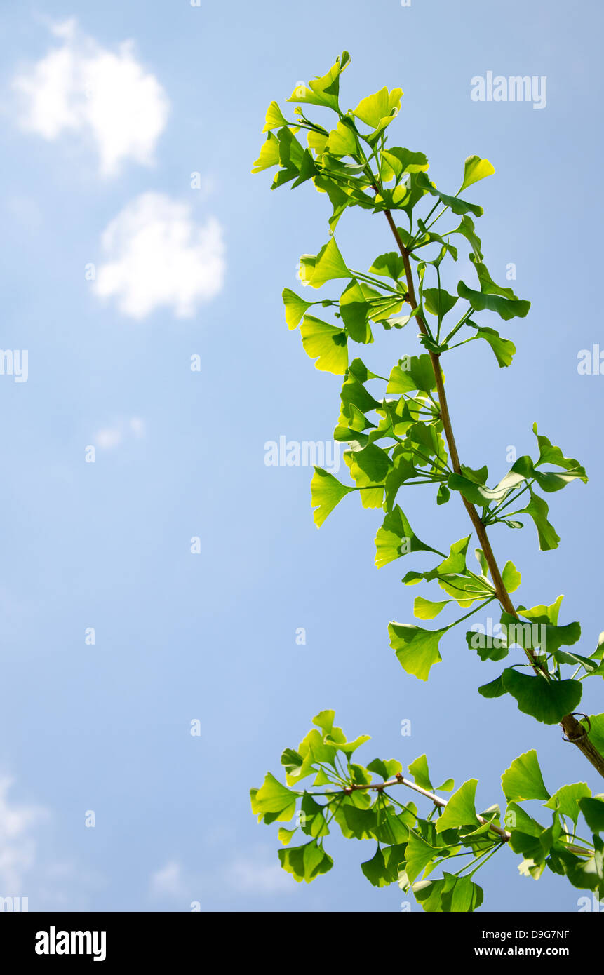 Gingko biloba tree hi-res stock photography and images - Alamy