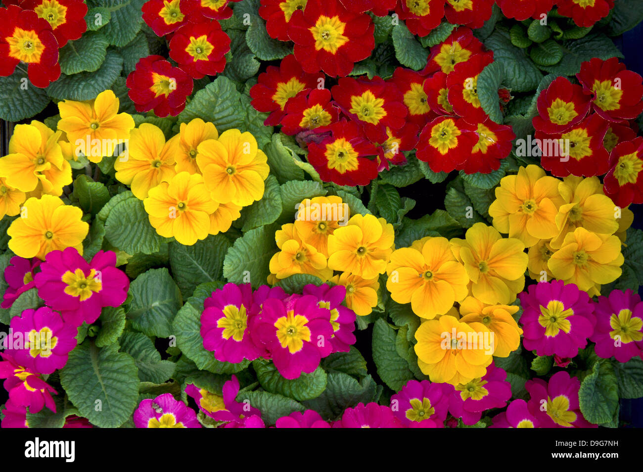 Primula winter hi-res stock photography and images - Alamy