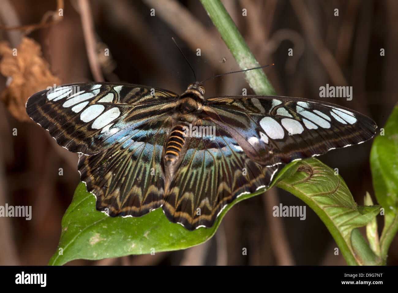 Butterfly close up hi-res stock photography and images - Alamy
