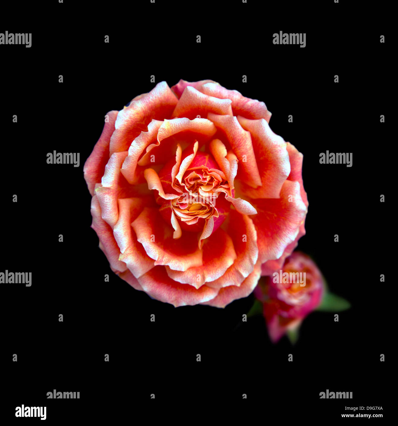 Rose splendor hi-res stock photography and images - Alamy