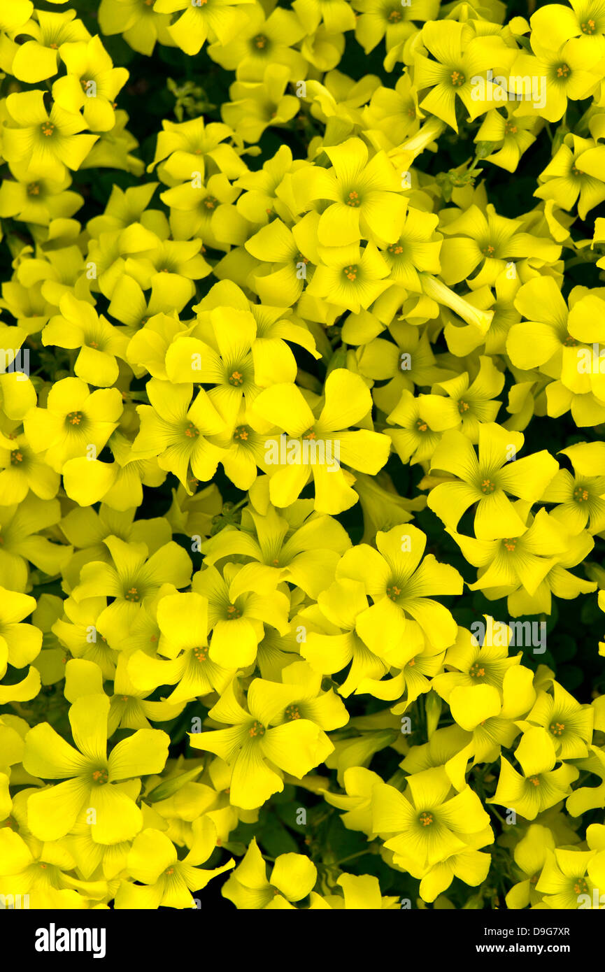 Sorrel flowers hi-res stock photography and images - Alamy