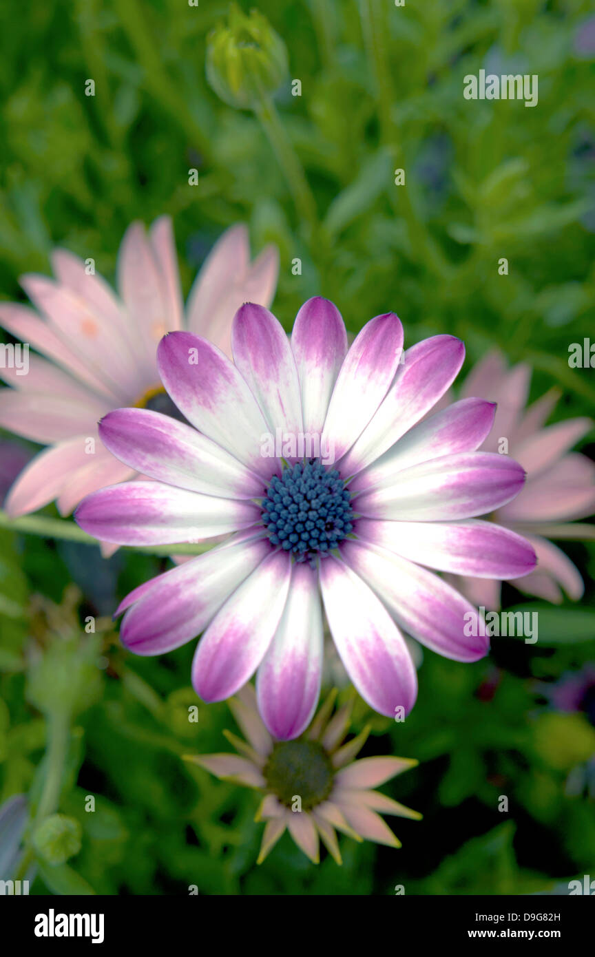 Daisy march hi-res stock photography and images - Alamy